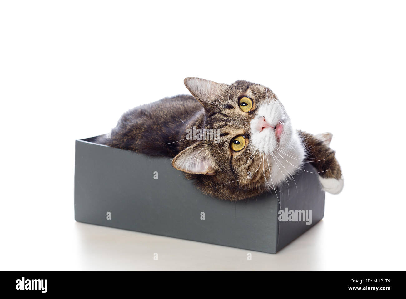 Beautiful fluffy shaggy cat lying hi-res stock photography and images ...