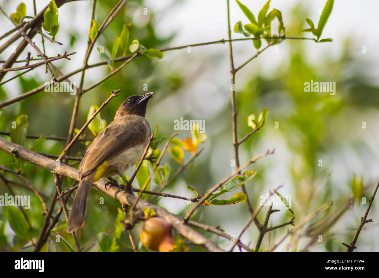 A pretty little bird that frequents the shores of the water with a ...