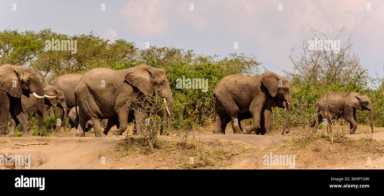 Flock of the elephants walk over the savanna, Africa Stock Photo - Alamy
