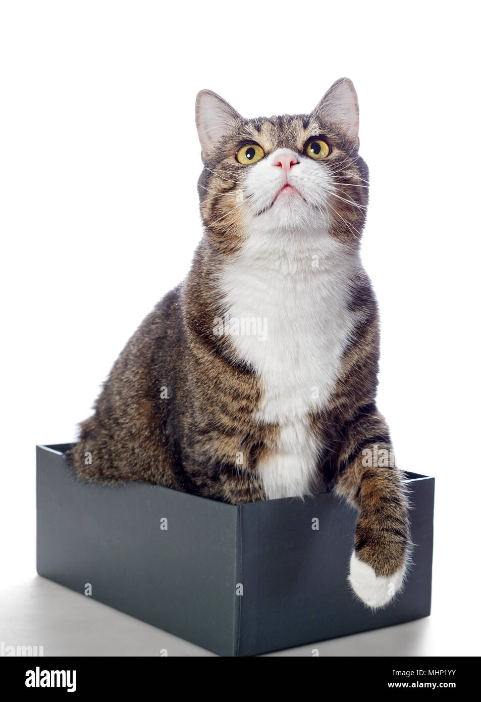 Beautiful fluffy shaggy cat lying hi-res stock photography and images ...