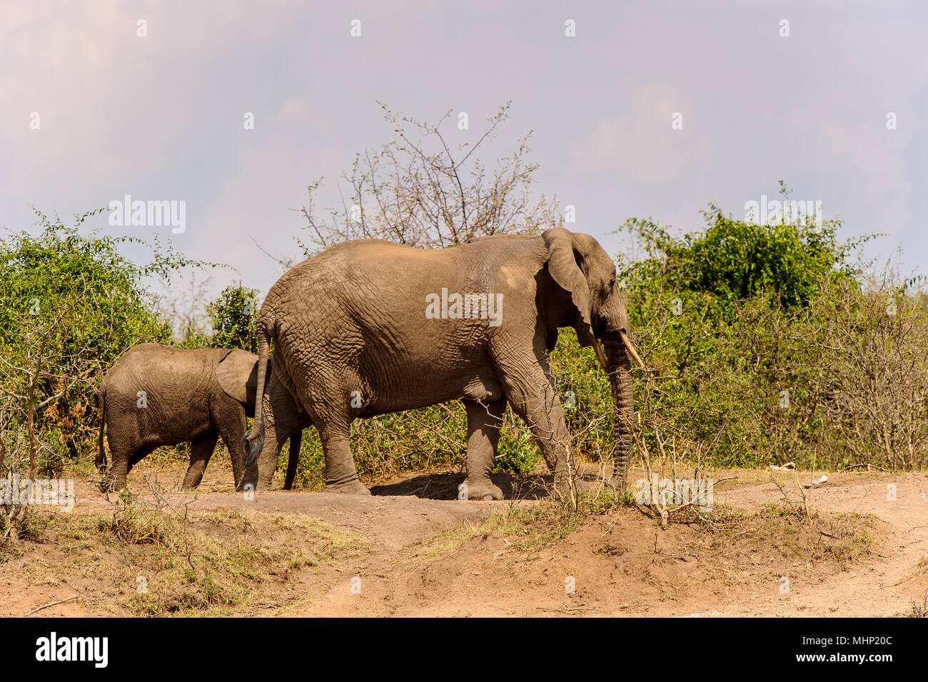Elephants in Africa, Uganda Stock Photo - Alamy