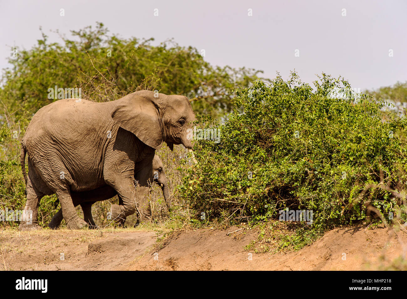 Elephants in Africa, Uganda Stock Photo - Alamy
