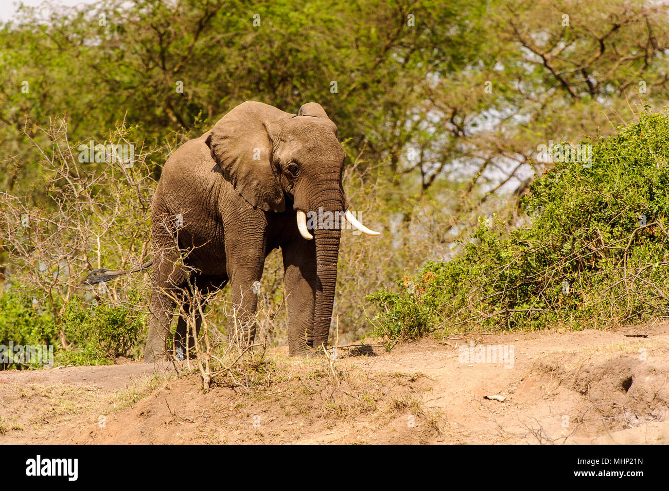 Elephants in Africa, Uganda Stock Photo - Alamy