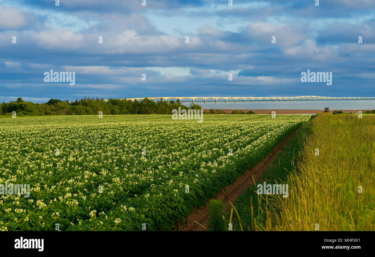 Farm fields with potatoes in rural Prince Edward Island, Canada. The ...
