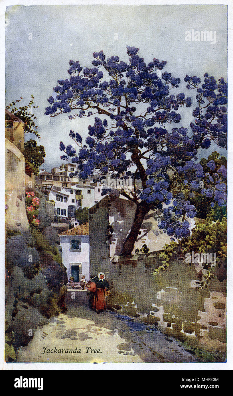 Jacaranda tree and street scene, Madeira Stock Photo - Alamy