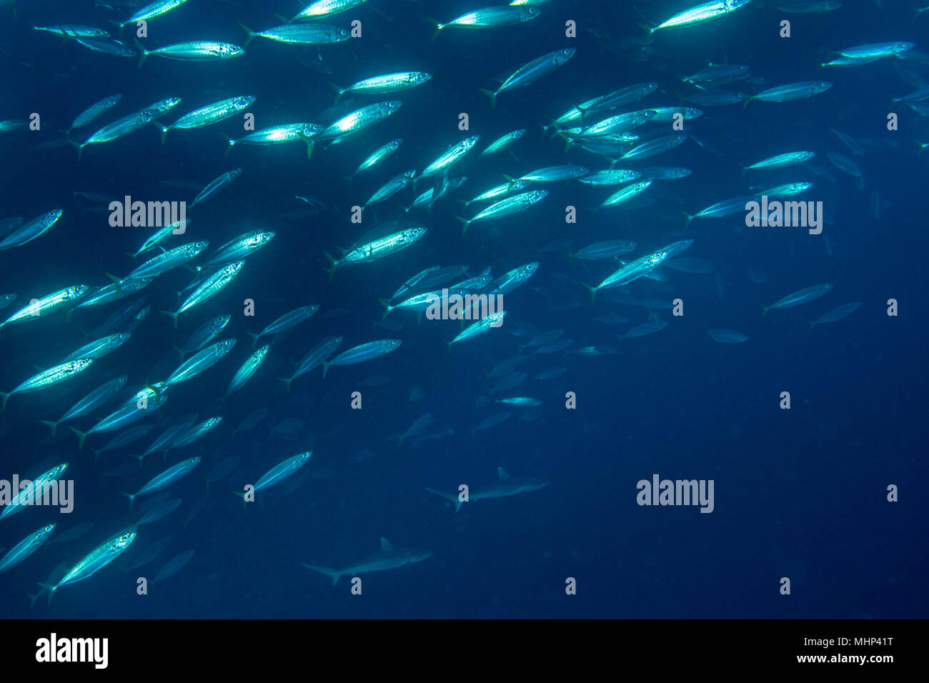 Baby shark teeth hi-res stock photography and images - Alamy