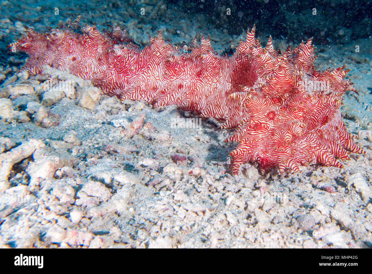 Holothurian hi-res stock photography and images - Alamy