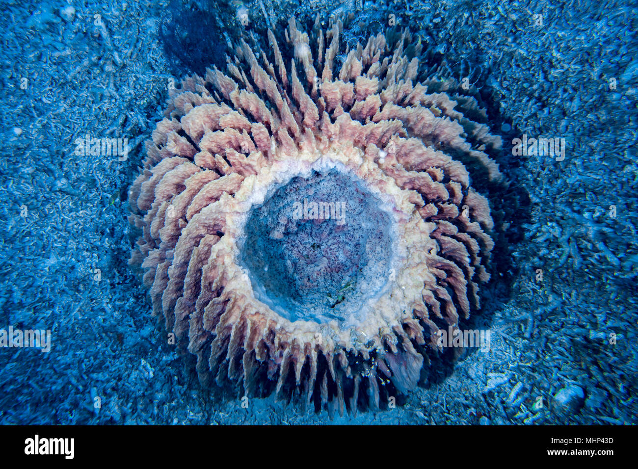 A Giant sponge in the blue background Raja Ampat Papua, Indonesia Stock ...