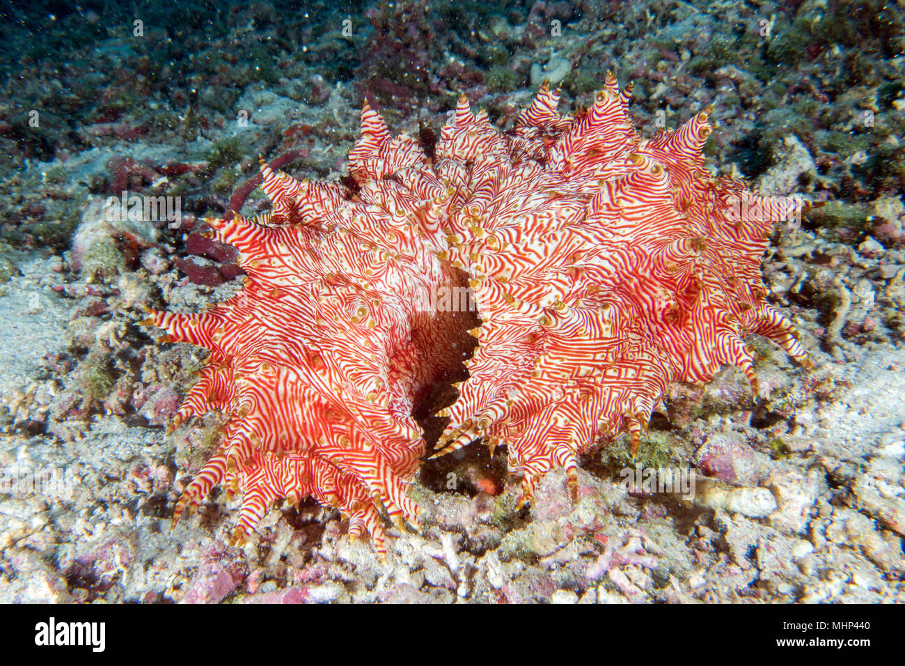 Red holothurian underwater while diving in Indonesia Stock Photo - Alamy