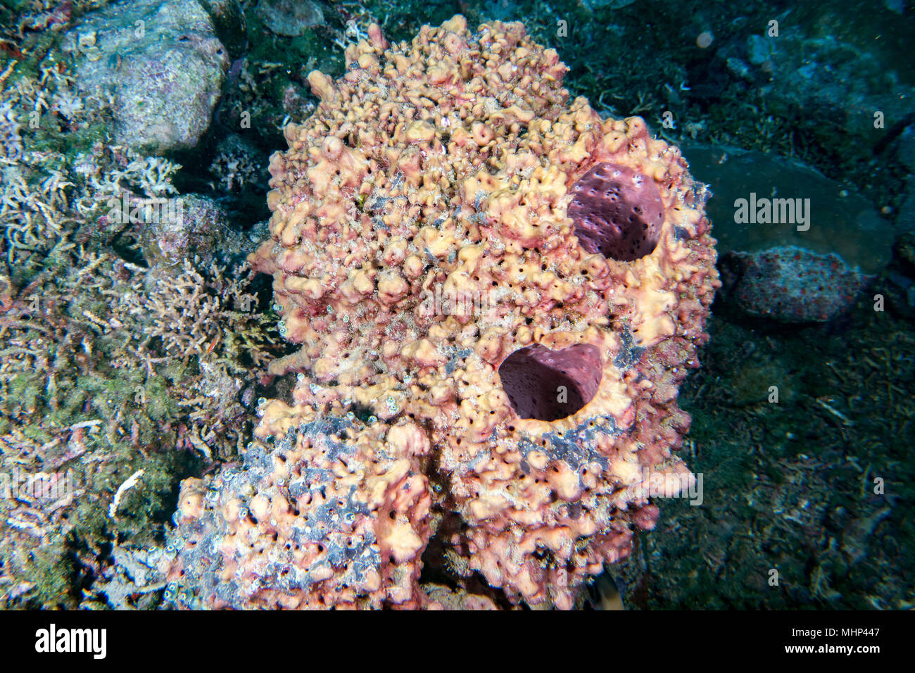 A Giant sponge in the blue background Raja Ampat Papua, Indonesia Stock ...