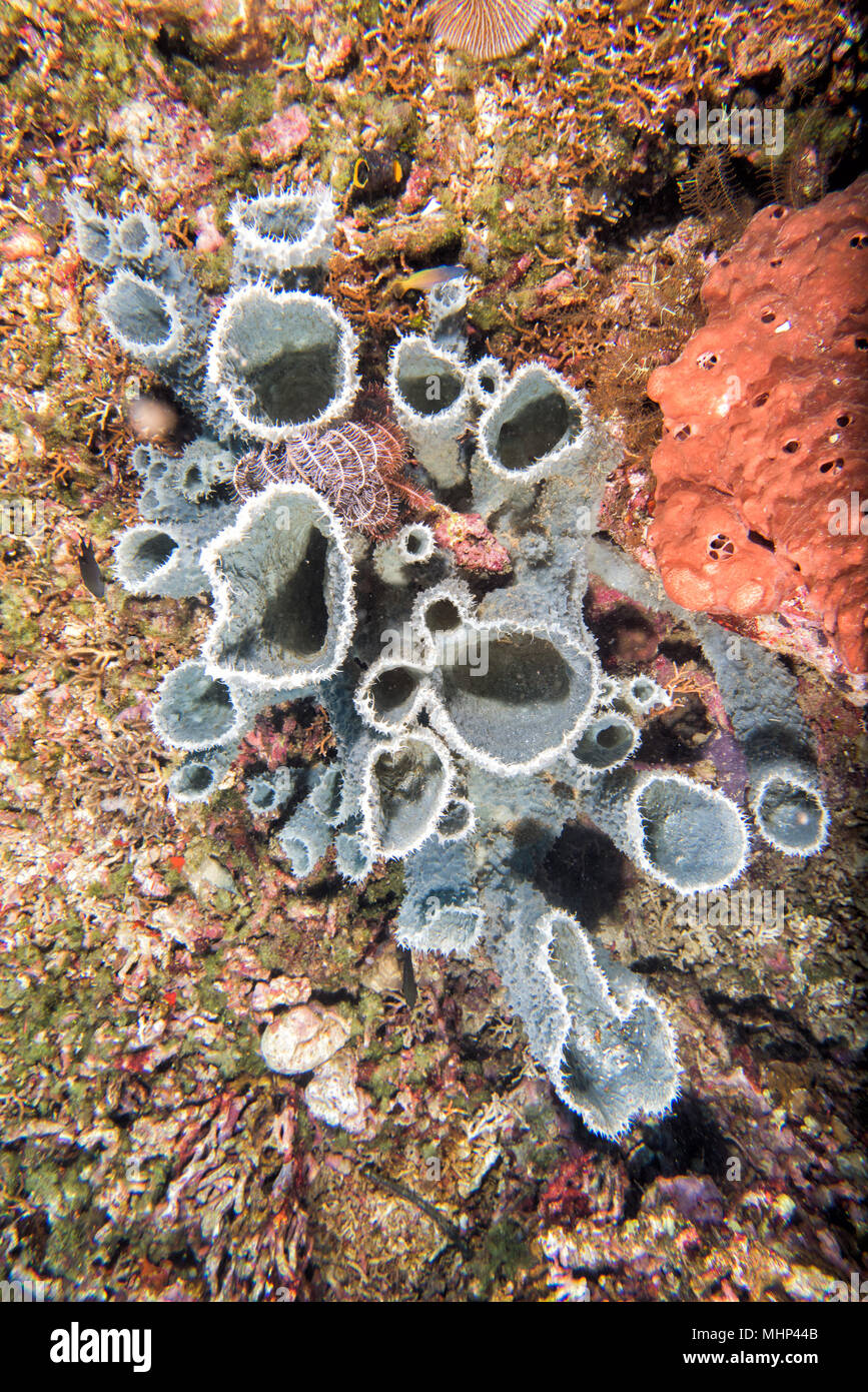 A Giant sponge in the blue background Raja Ampat Papua, Indonesia Stock ...