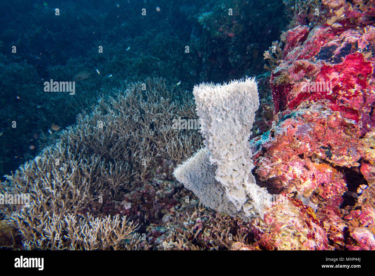 A Giant sponge in the blue background Raja Ampat Papua, Indonesia Stock ...
