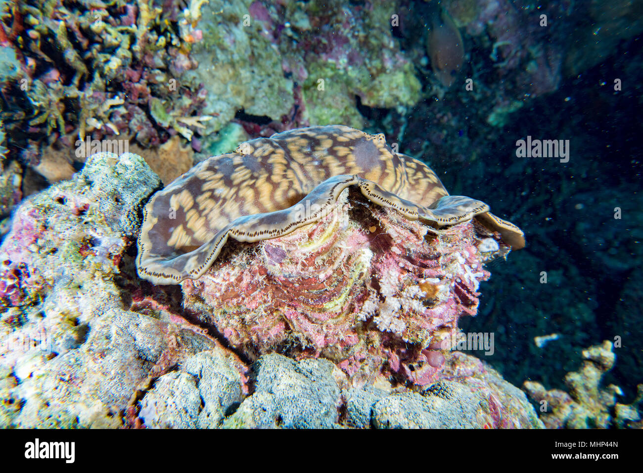 Detail of giant clam tridacna gigas hi-res stock photography and images ...