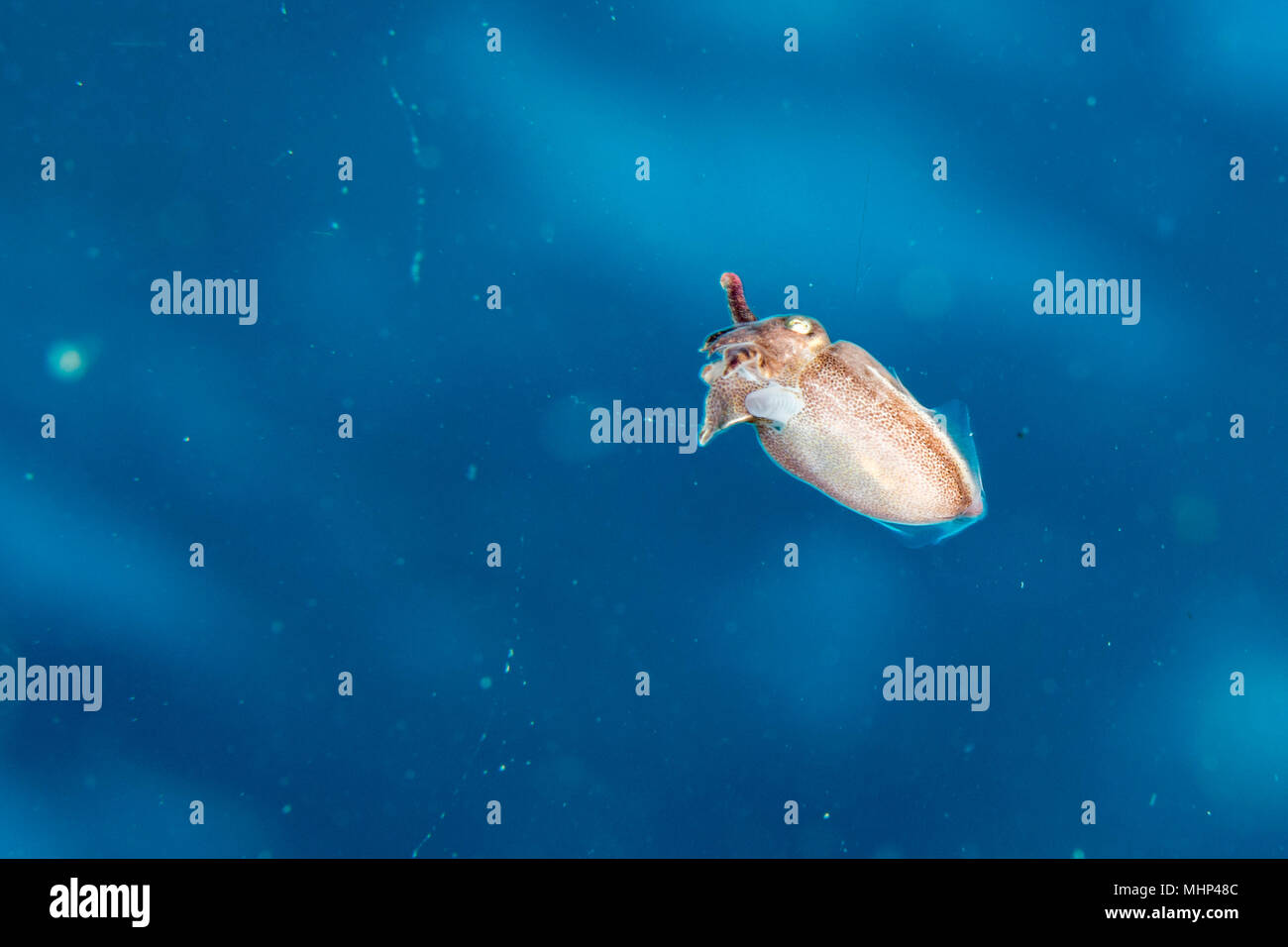 Baby flamboyant cuttlefish hi-res stock photography and images - Alamy