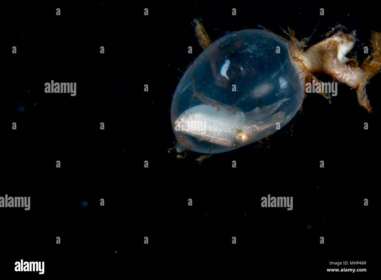 Baby flamboyant cuttlefish hi-res stock photography and images - Alamy