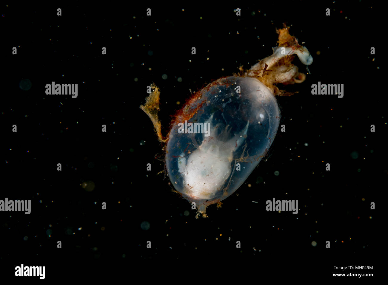 Cuttlefish egg hi-res stock photography and images - Alamy