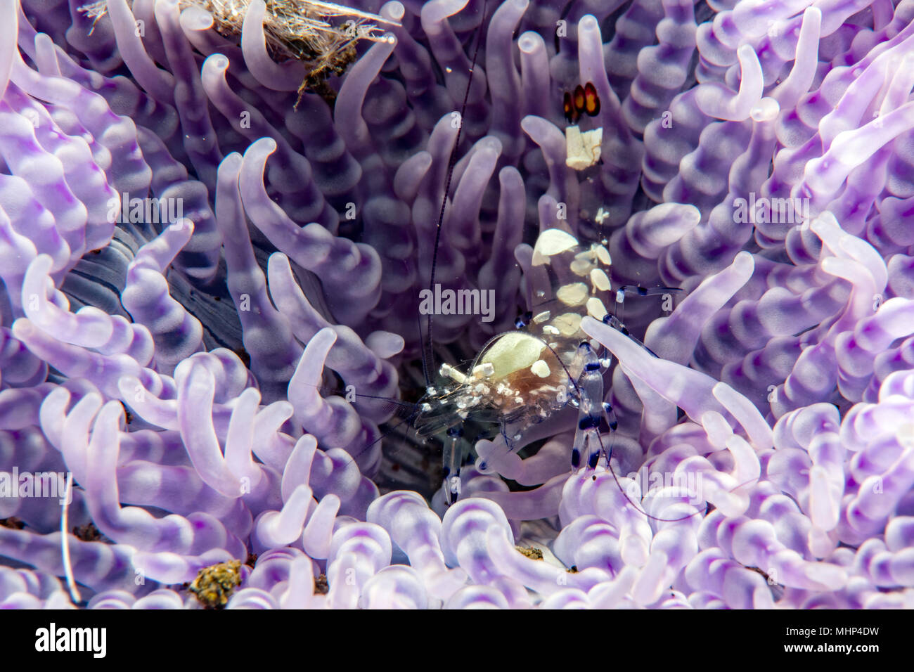 shrimp inside a pink anemone while diving in indonesia Stock Photo - Alamy