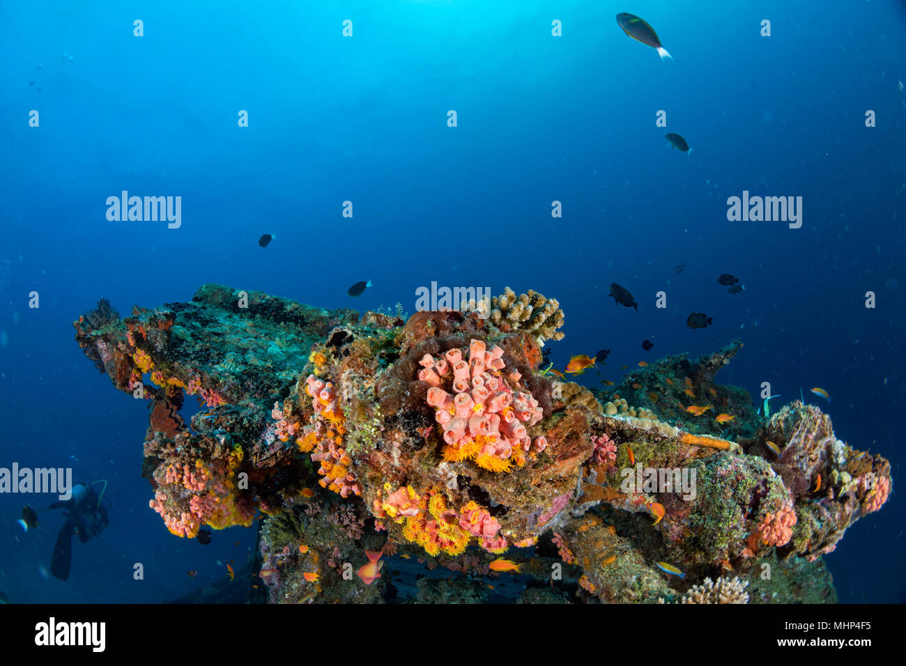 corals growing on Ship Wreck underwater while diving Stock Photo - Alamy