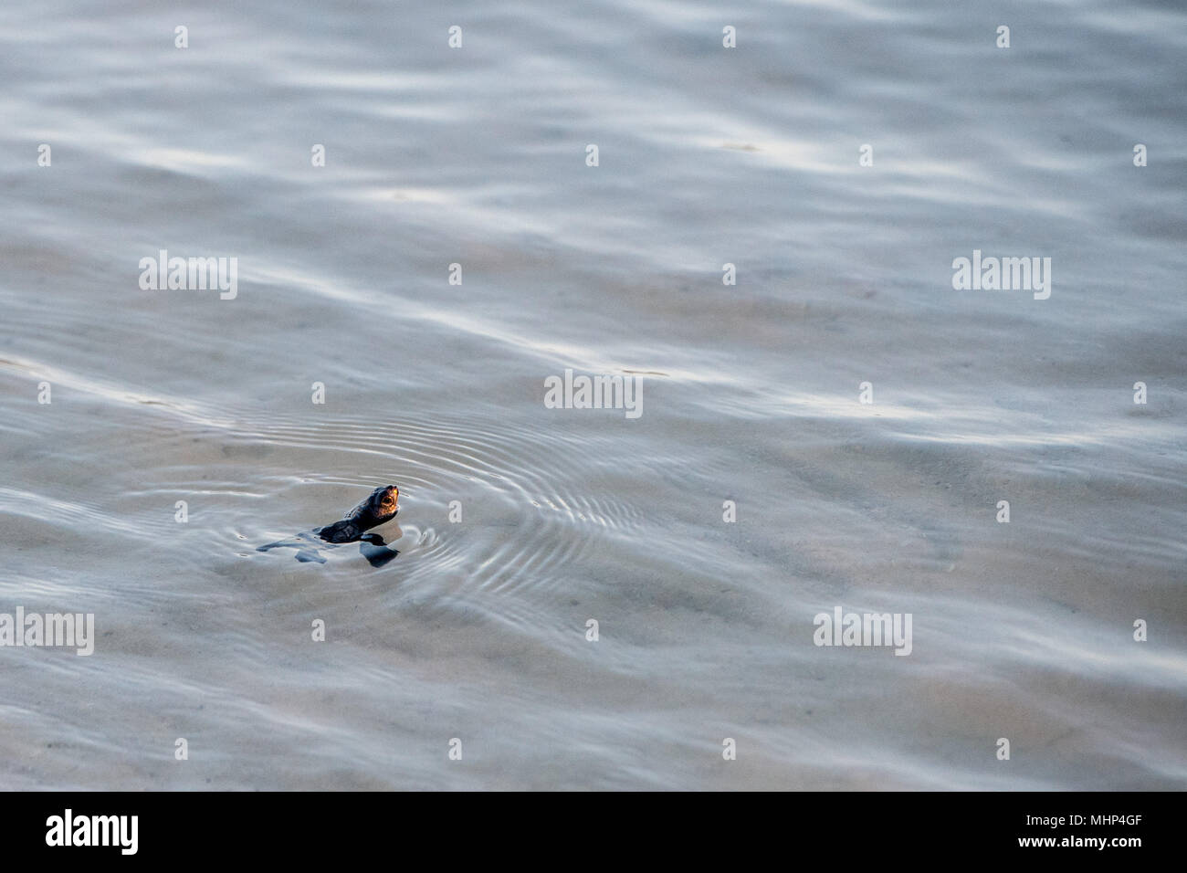 newborn baby green golfina turtle approaching sea for first time after ...