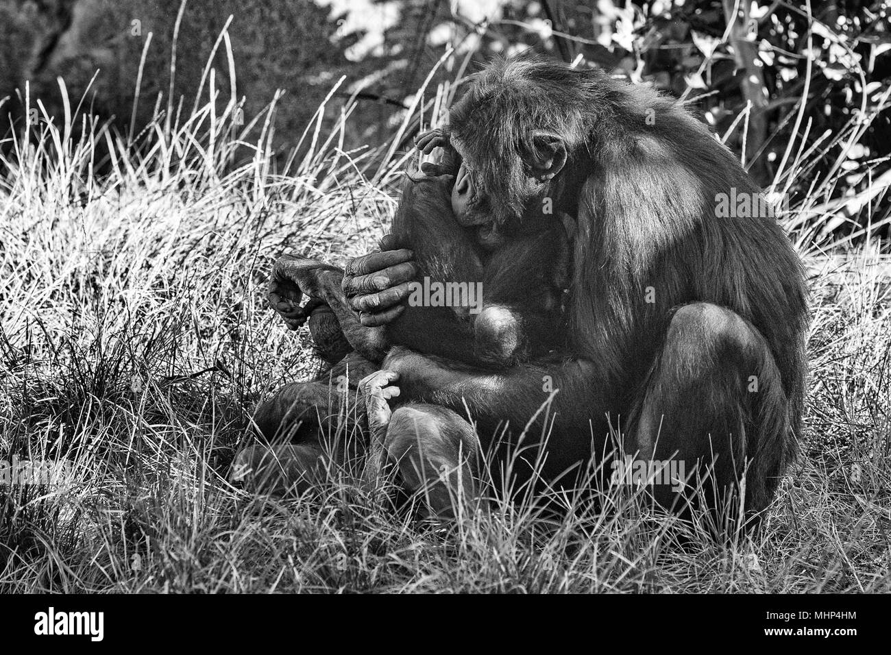 Bonobo animal Black and White Stock Photos & Images - Alamy