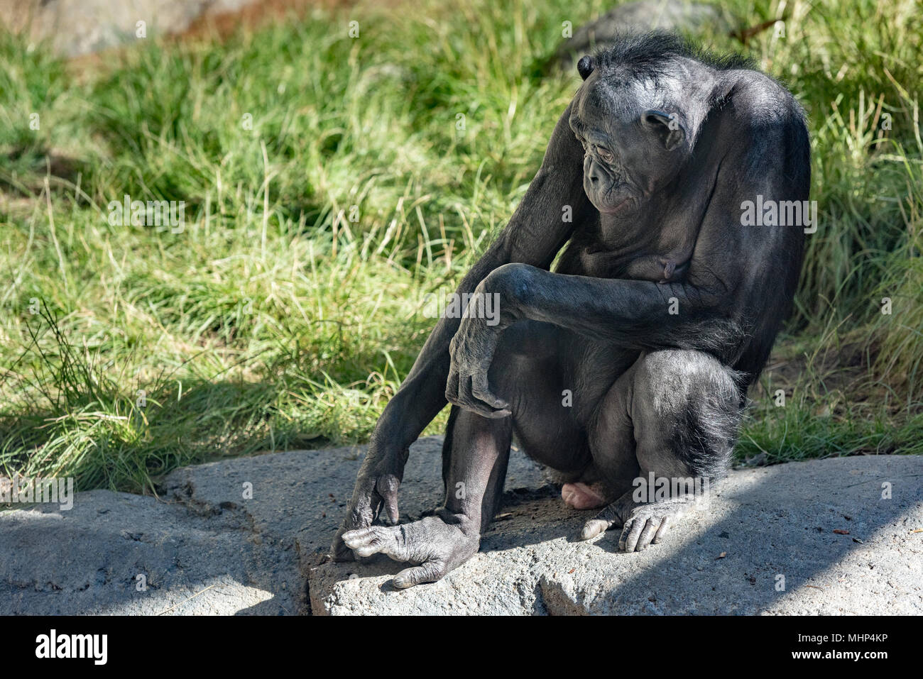 portrait of bonobo ape close up looking at you Stock Photo - Alamy