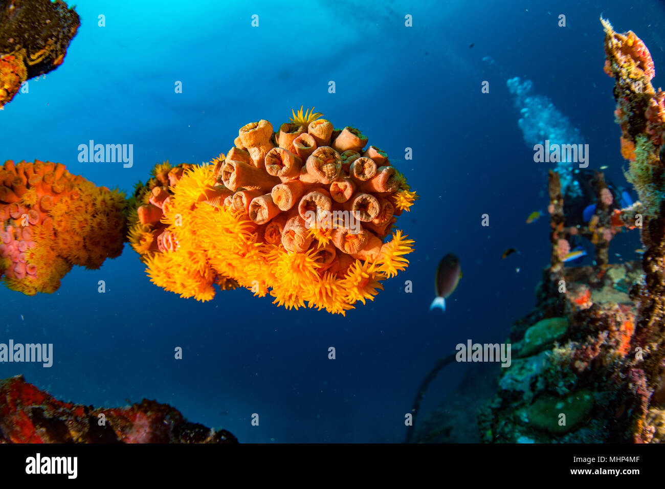 corals growing on Ship Wreck underwater while diving Stock Photo - Alamy