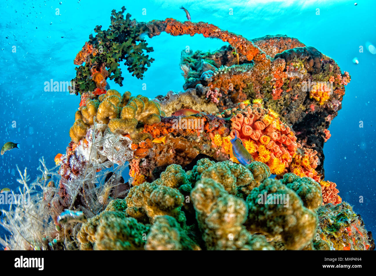 corals growing on Ship Wreck underwater while diving Stock Photo - Alamy