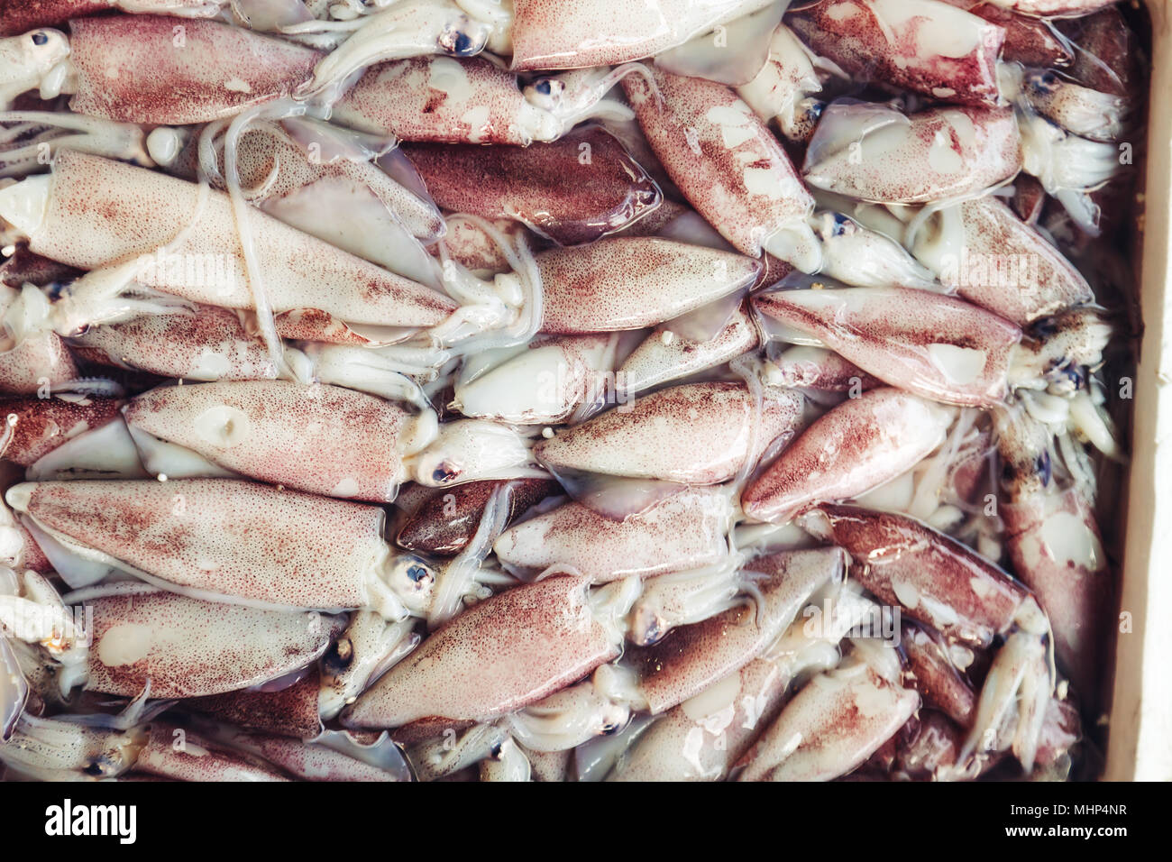 Fresh raw calamary in the fish market. Kep, Cambodia. Selective focus ...
