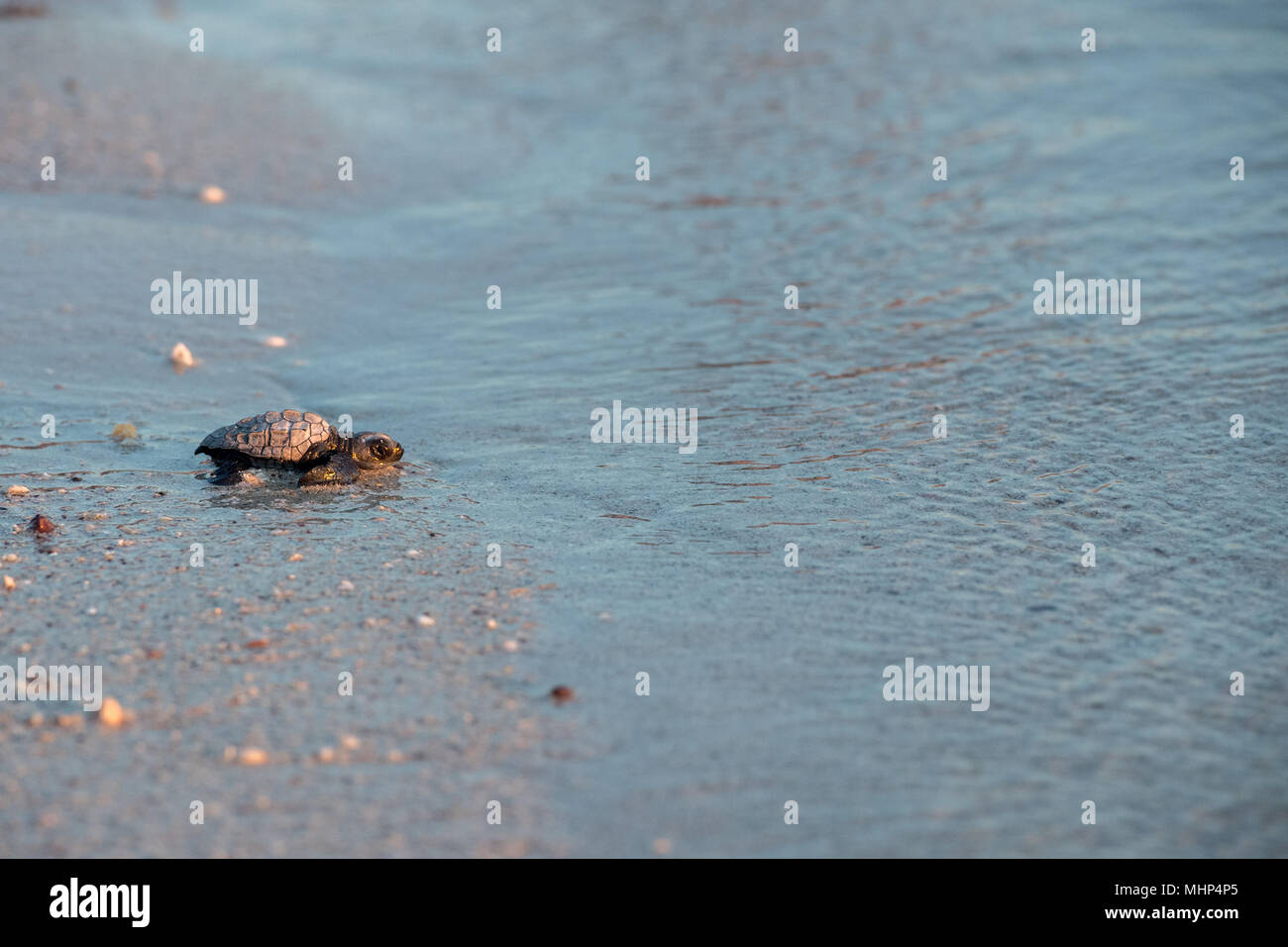 newborn baby green golfina turtle approaching sea for first time after ...