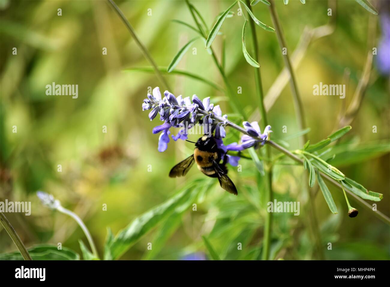 Photo of bee on flower hi-res stock photography and images - Alamy