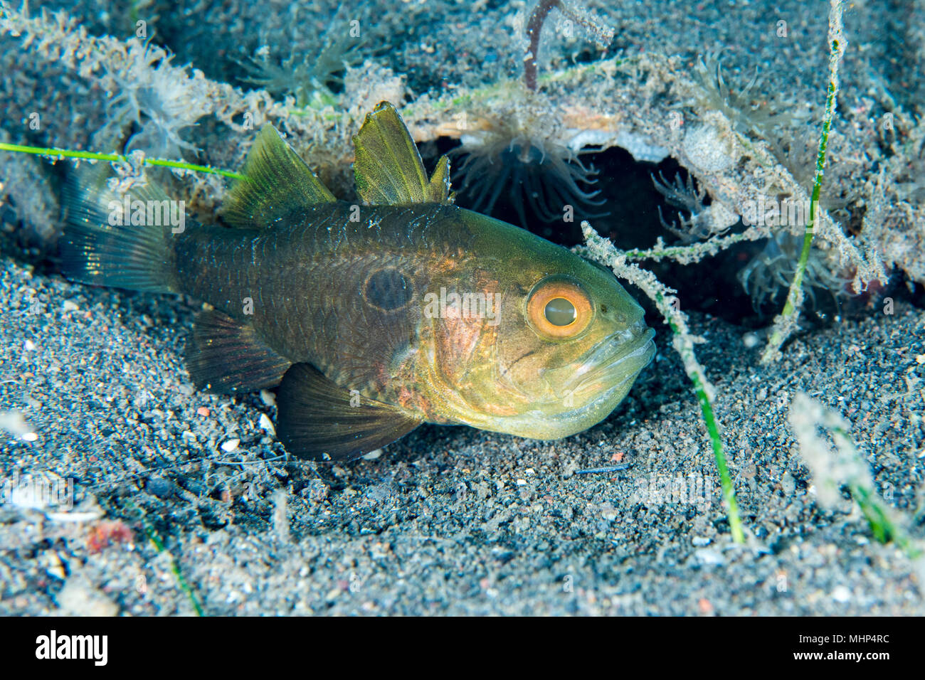 Saint Peter Fish High Resolution Stock Photography and Images - Alamy