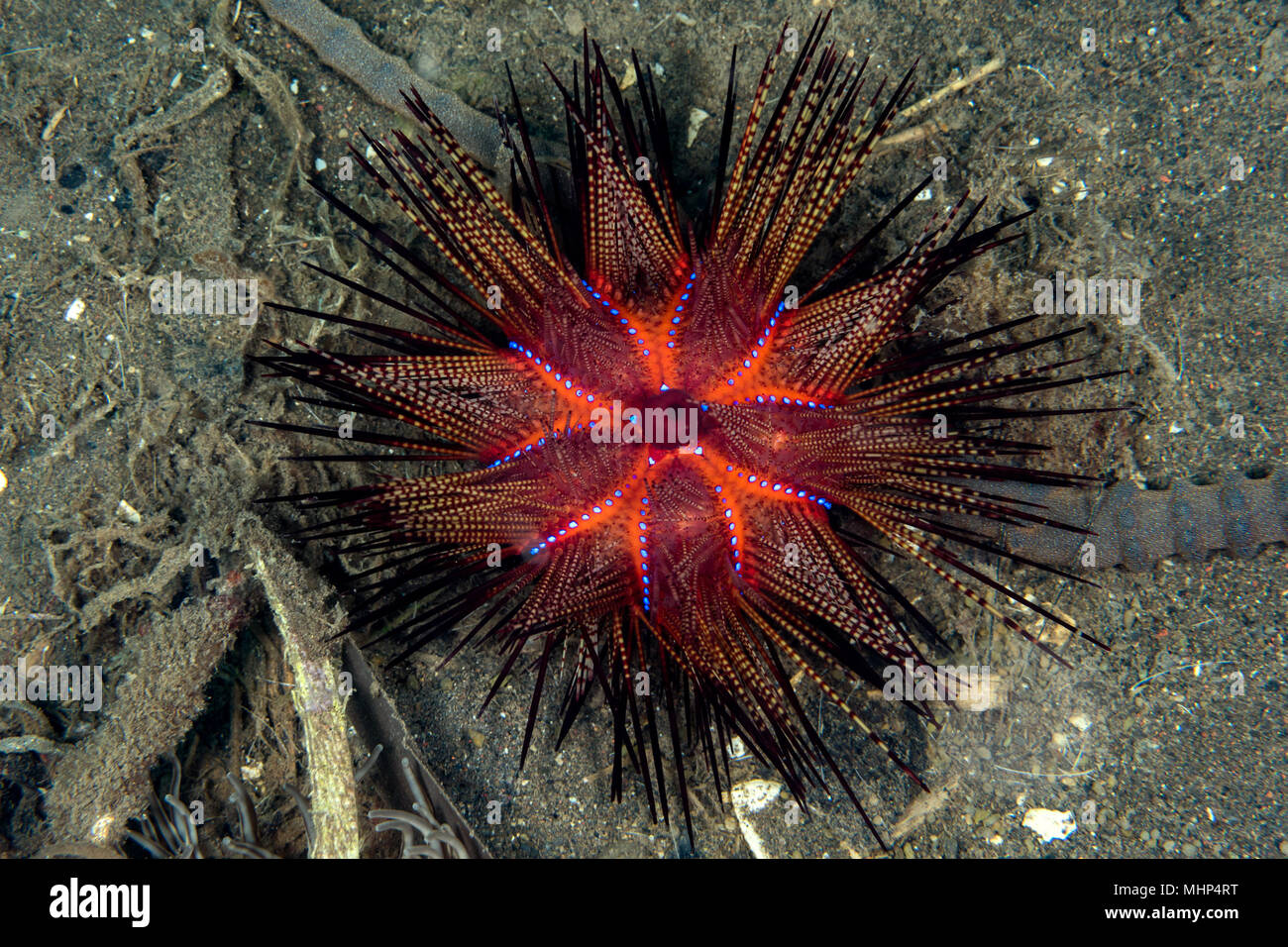 sea urchin close up portrait underwater Stock Photo - Alamy