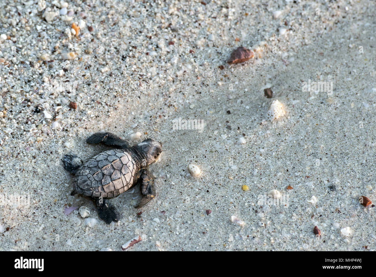 newborn baby green golfina turtle approaching sea for first time after ...