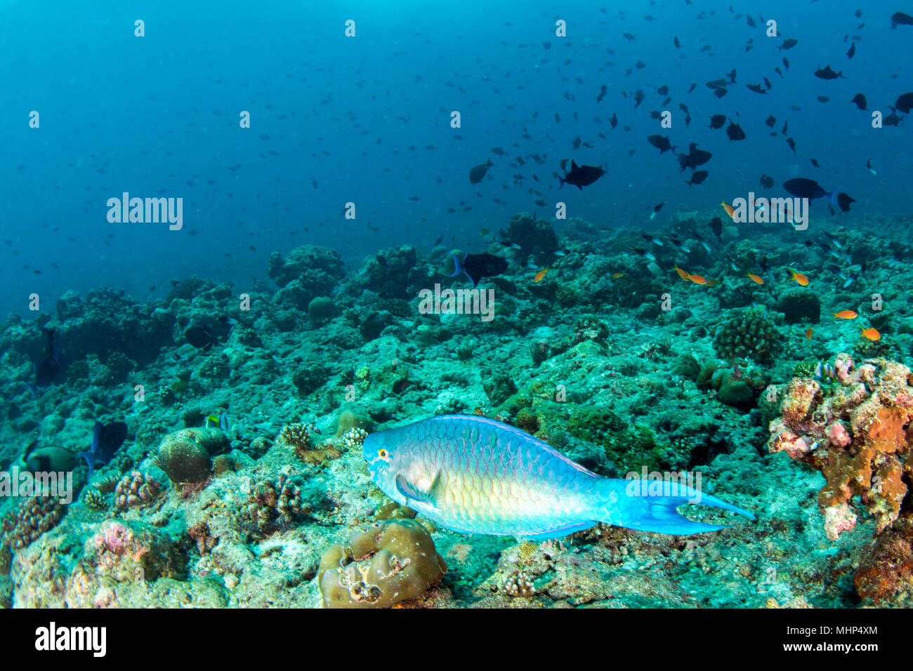 Parrot Fish Maldives High Resolution Stock Photography and Images - Alamy