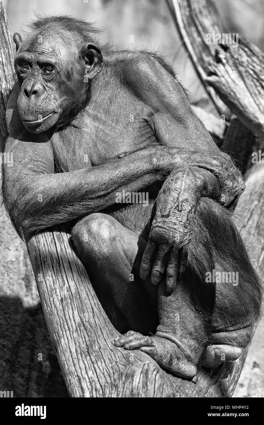 portrait of bonobo ape close up looking at you in black and white Stock ...