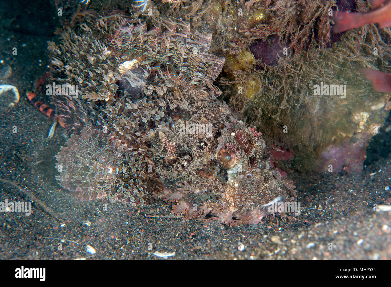 Dangerous Stone Fish close up underwater portrait Stock Photo - Alamy