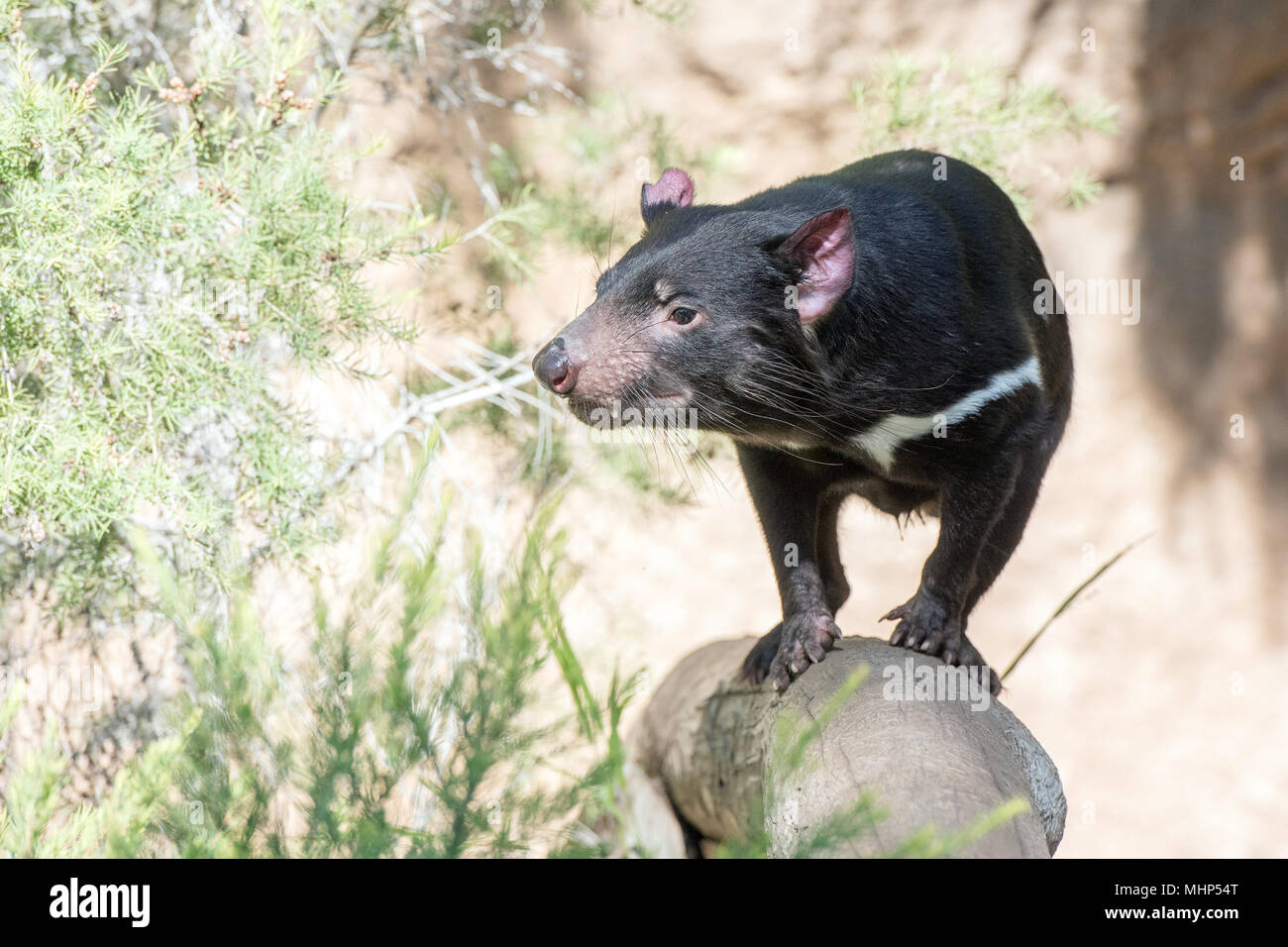 tasmania devil close up portrait looking at you Stock Photo - Alamy