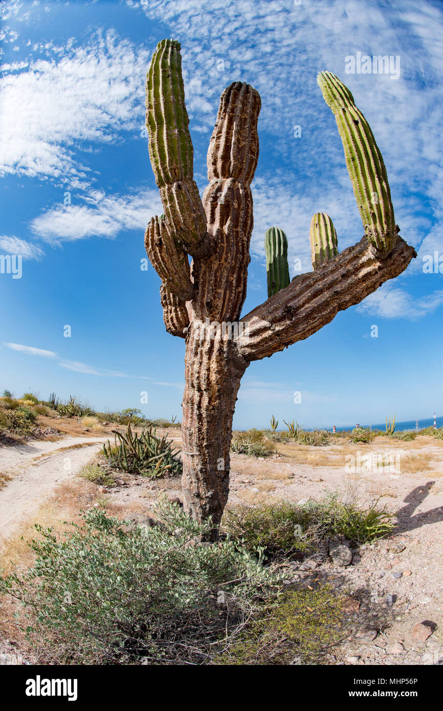 baja california green giant desert cactus close up detail Stock Photo ...