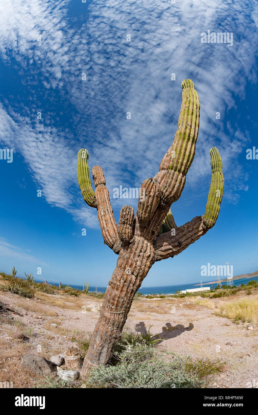 baja california green giant desert cactus close up detail Stock Photo ...