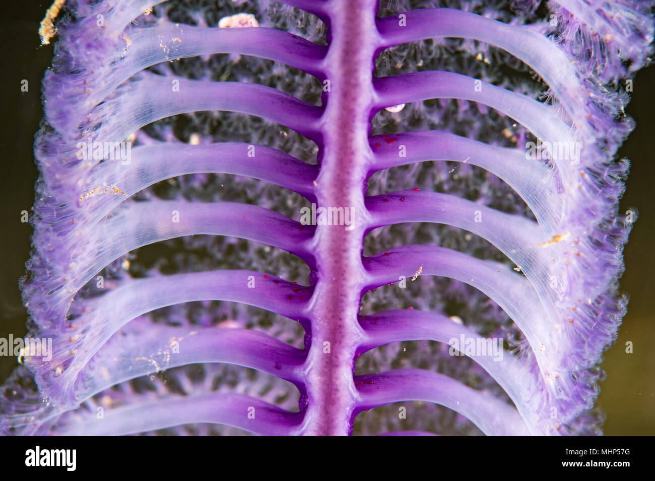 pennatula rubra pink sea pen while diving indonesia close up macro ...