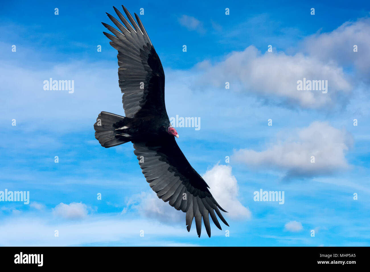 Zopilote aura hi-res stock photography and images - Alamy