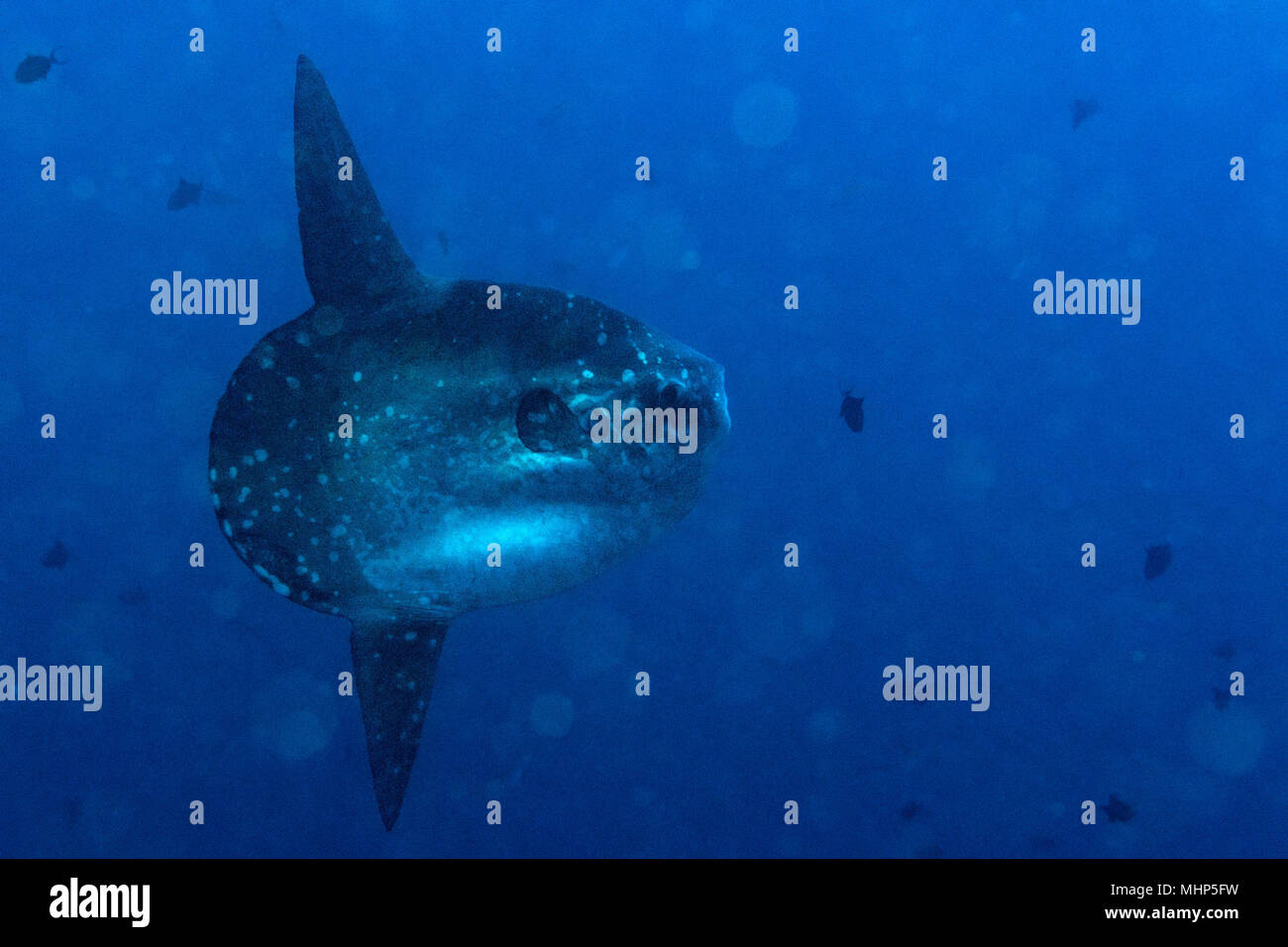Sunfish mola mola fish underwater portrait close up while diving bali ...