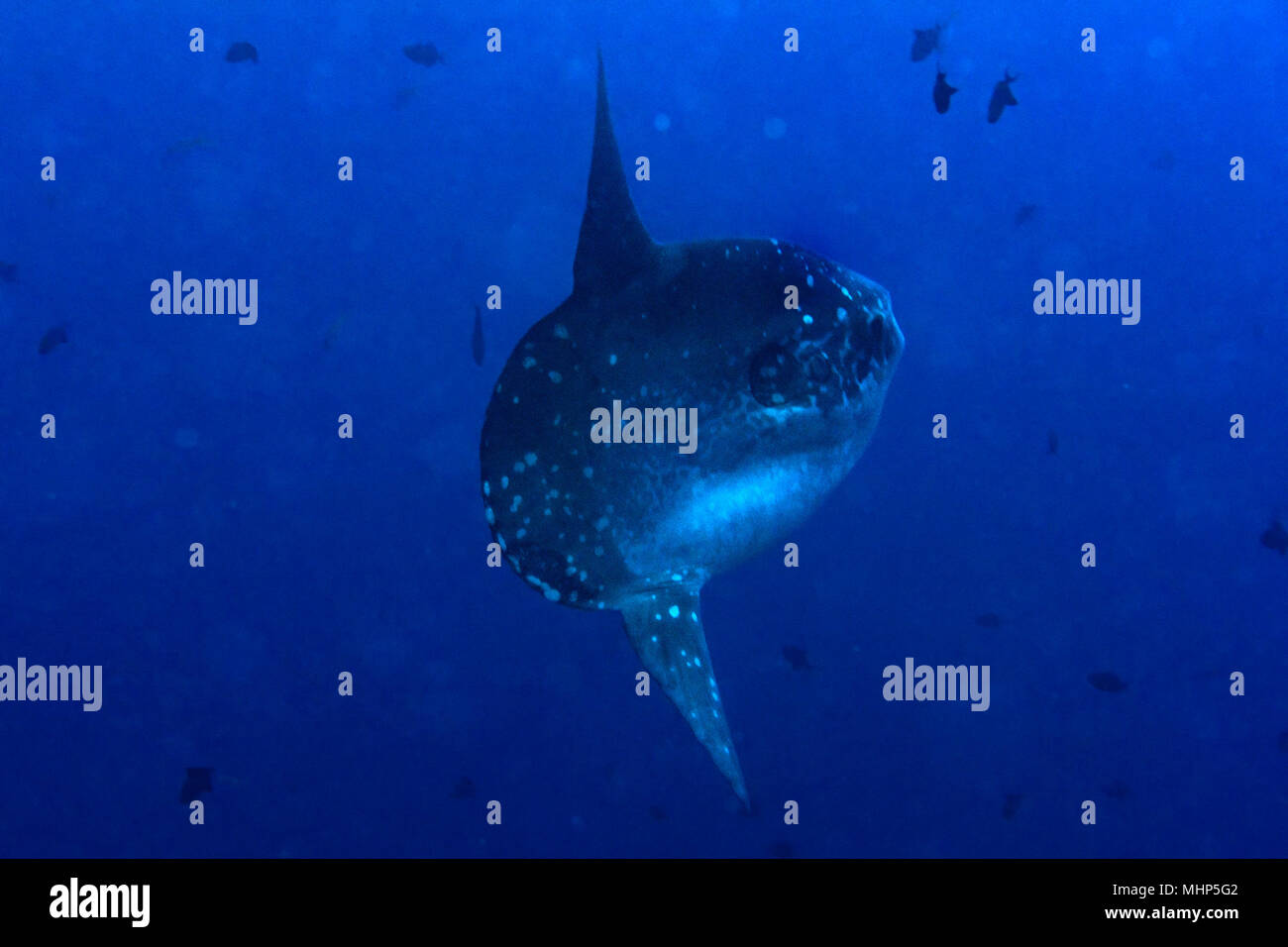 Sunfish mola mola fish underwater portrait close up while diving bali ...