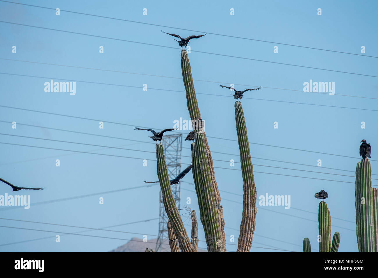 Zopilote vulture buzzard bird in Baja California portrait on cactus ...