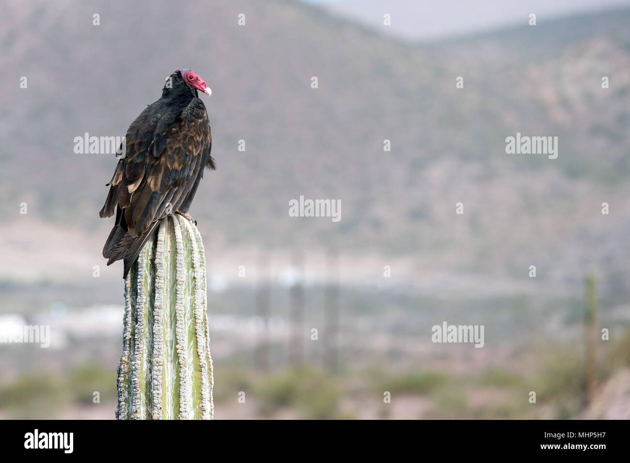 Zopilote aura hi-res stock photography and images - Alamy