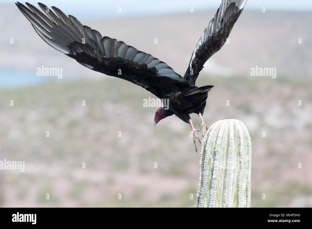 Zopilote aura hi-res stock photography and images - Alamy