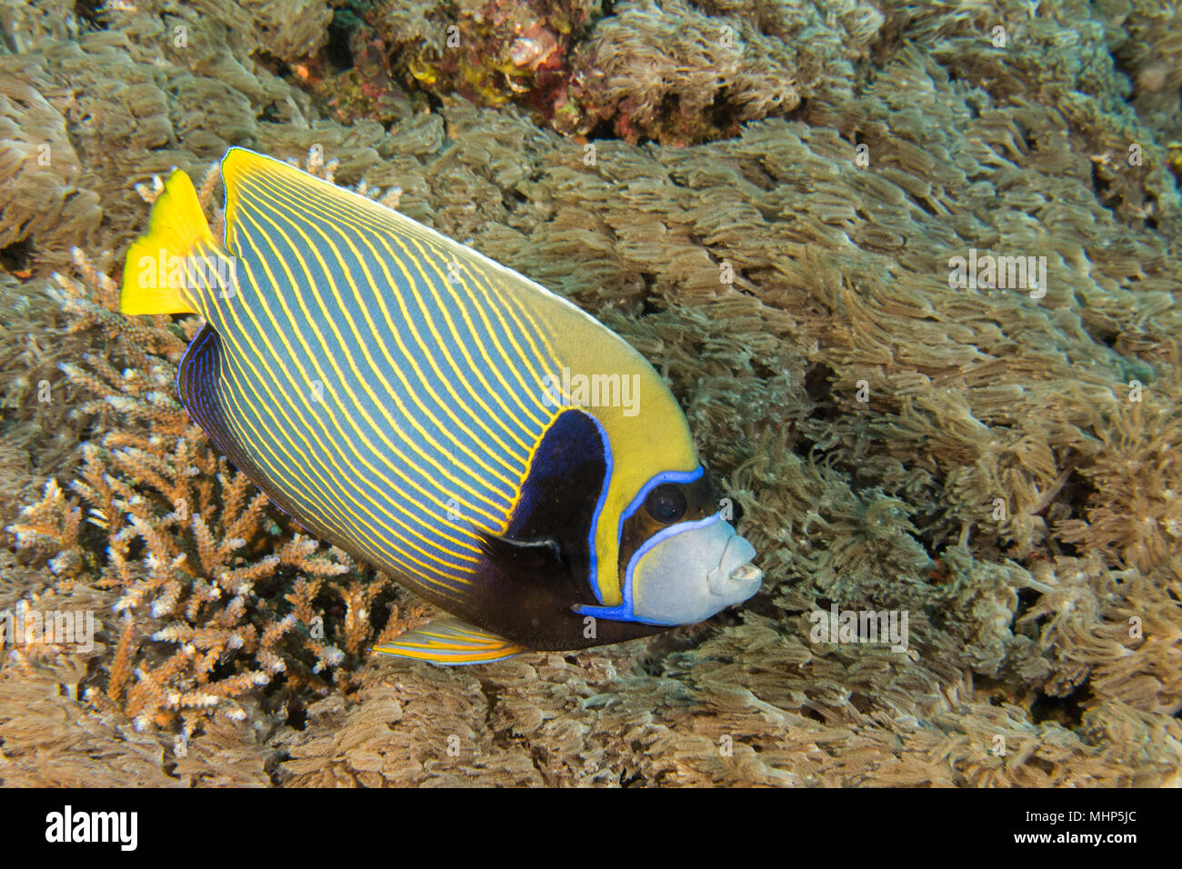 Adult Emperor angel fish on the red sea reef background Stock Photo - Alamy