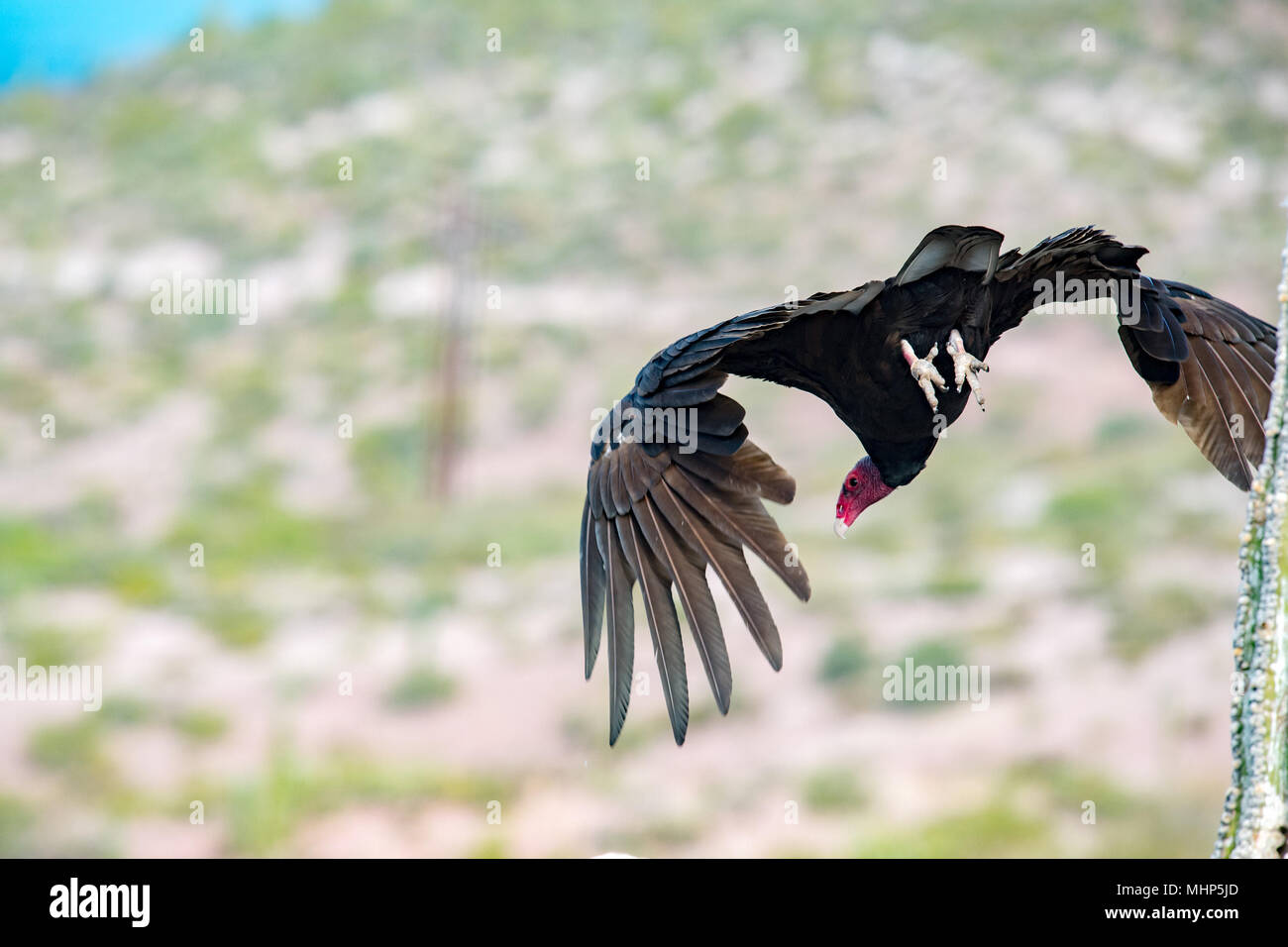 Zopilote vulture buzzard bird in Baja California portrait on cactus ...