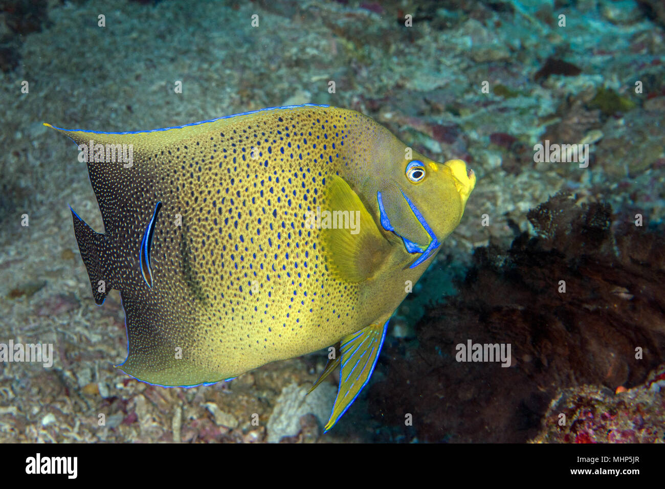 Emperor angel fish hi-res stock photography and images - Alamy