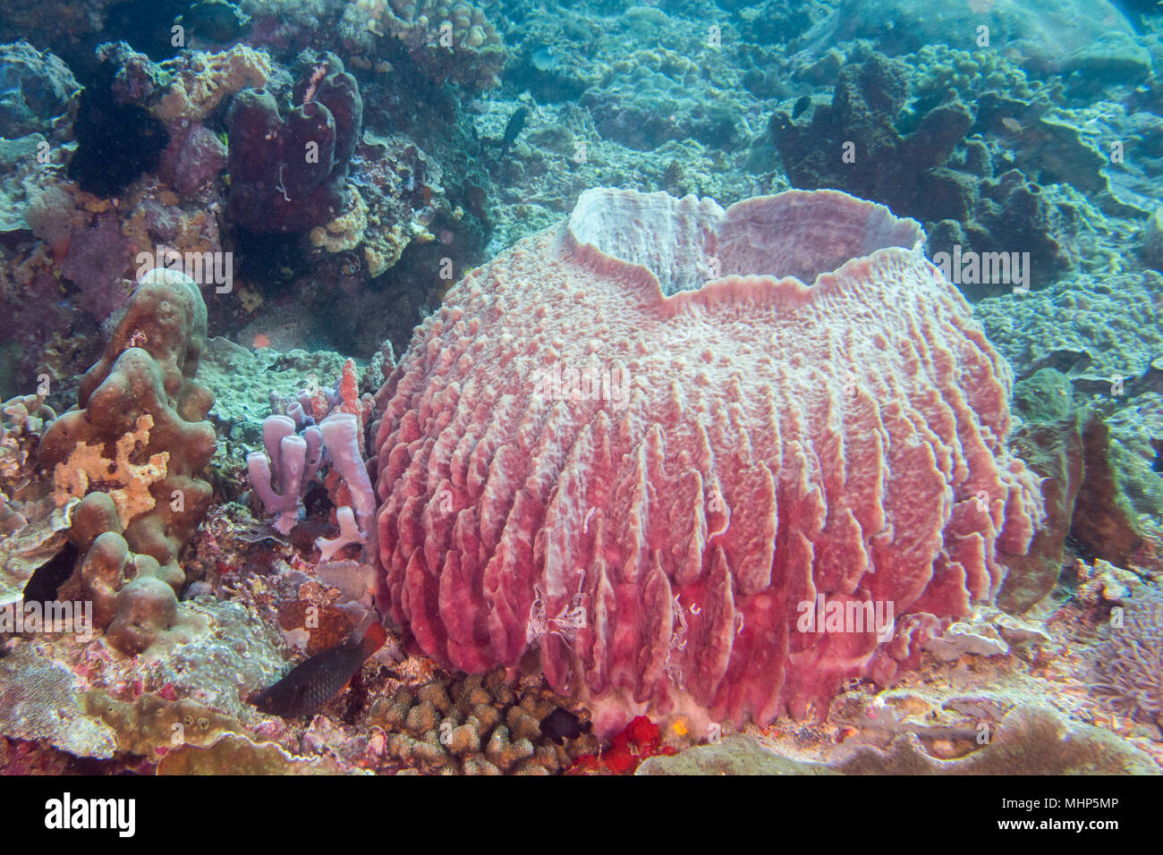 A Giant sponge in the blue background Raja Ampat Papua, Indonesia Stock ...